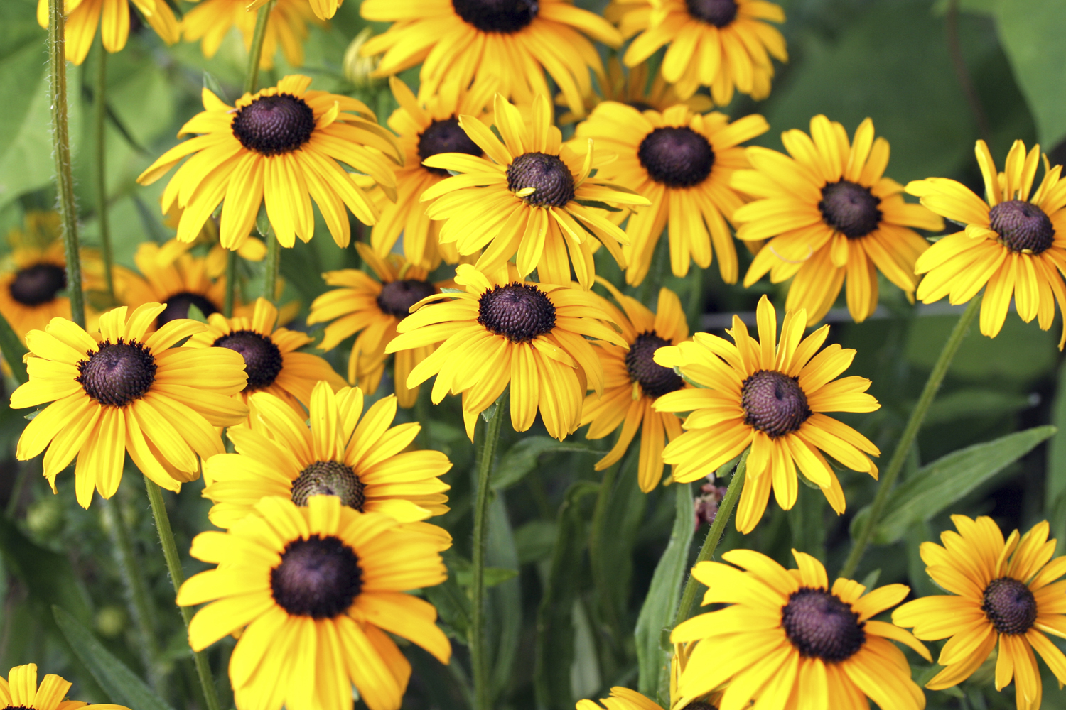 10 Great Flowers For Central Indiana Engledow Group